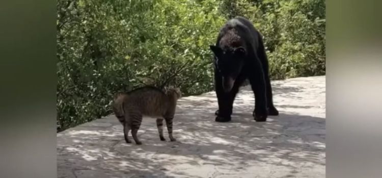 ? El oso de Chipinque ahora se pasea por las calles Monterrey